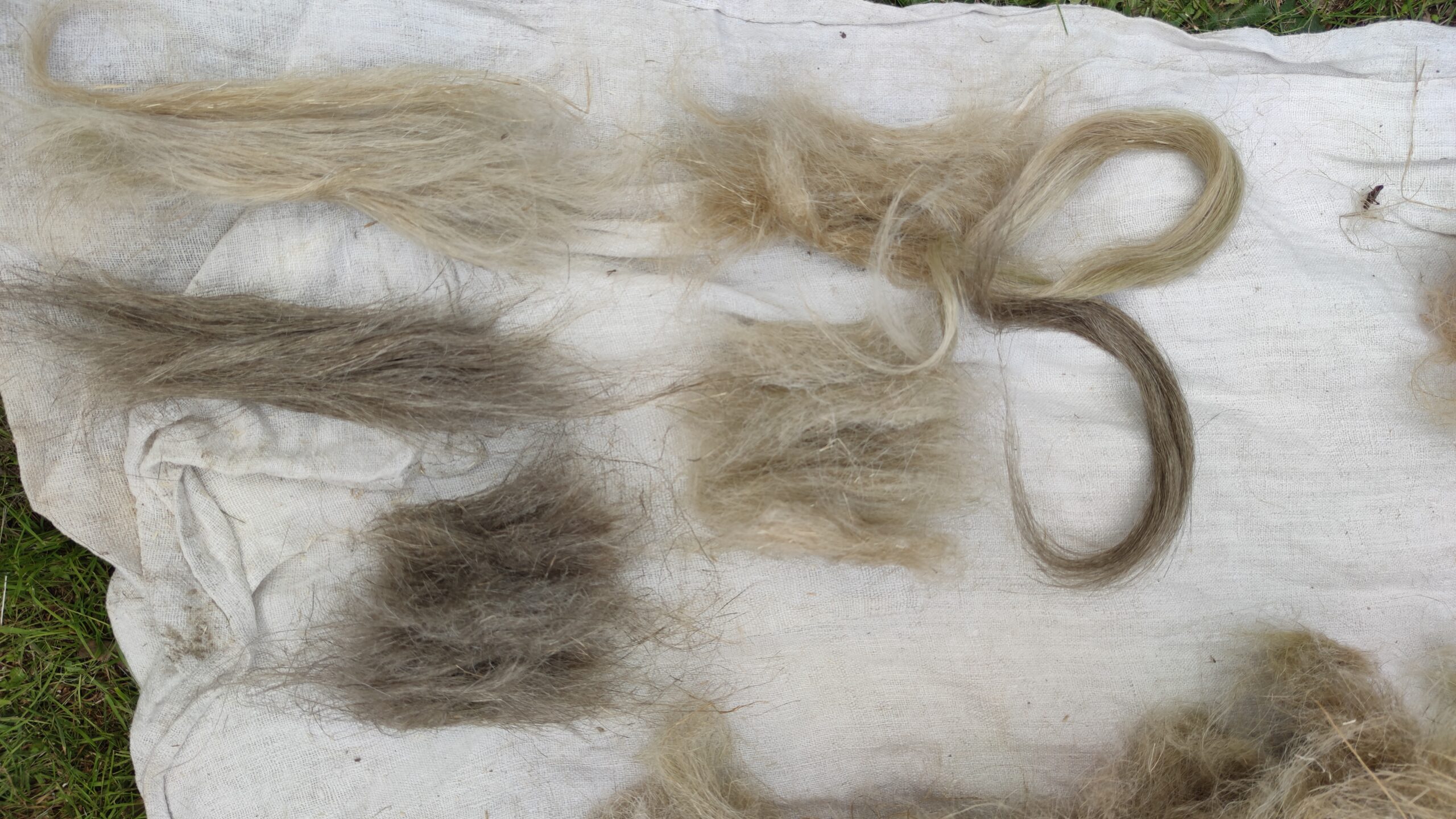 Flax spinning - Tow - Berta's flax